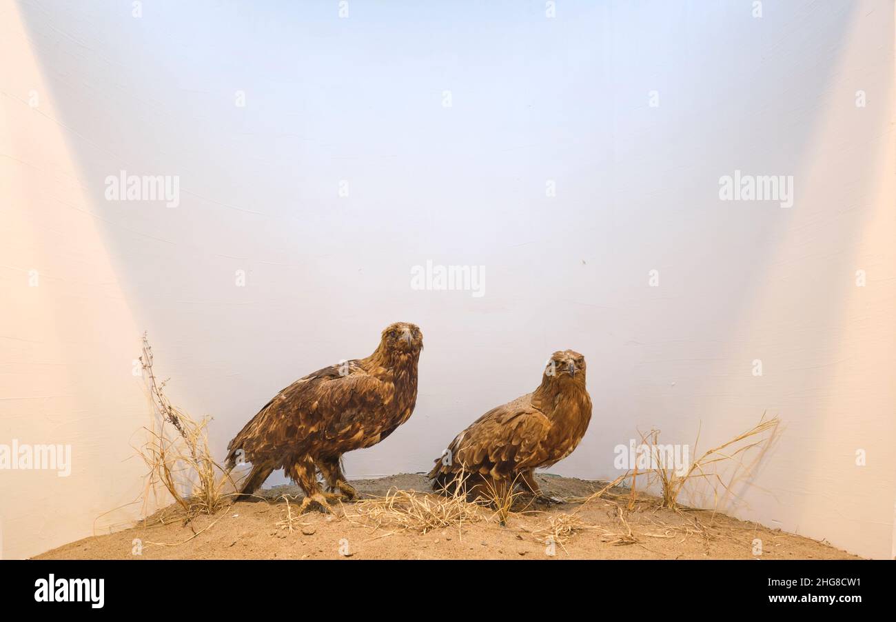 Dead, stuffed, taxidermy of two brown birds, falcons. In a diorama at ...