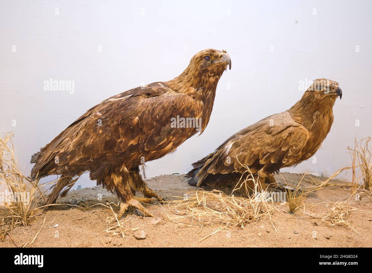 Dead, stuffed, taxidermy of two brown birds, falcons. In a diorama at ...