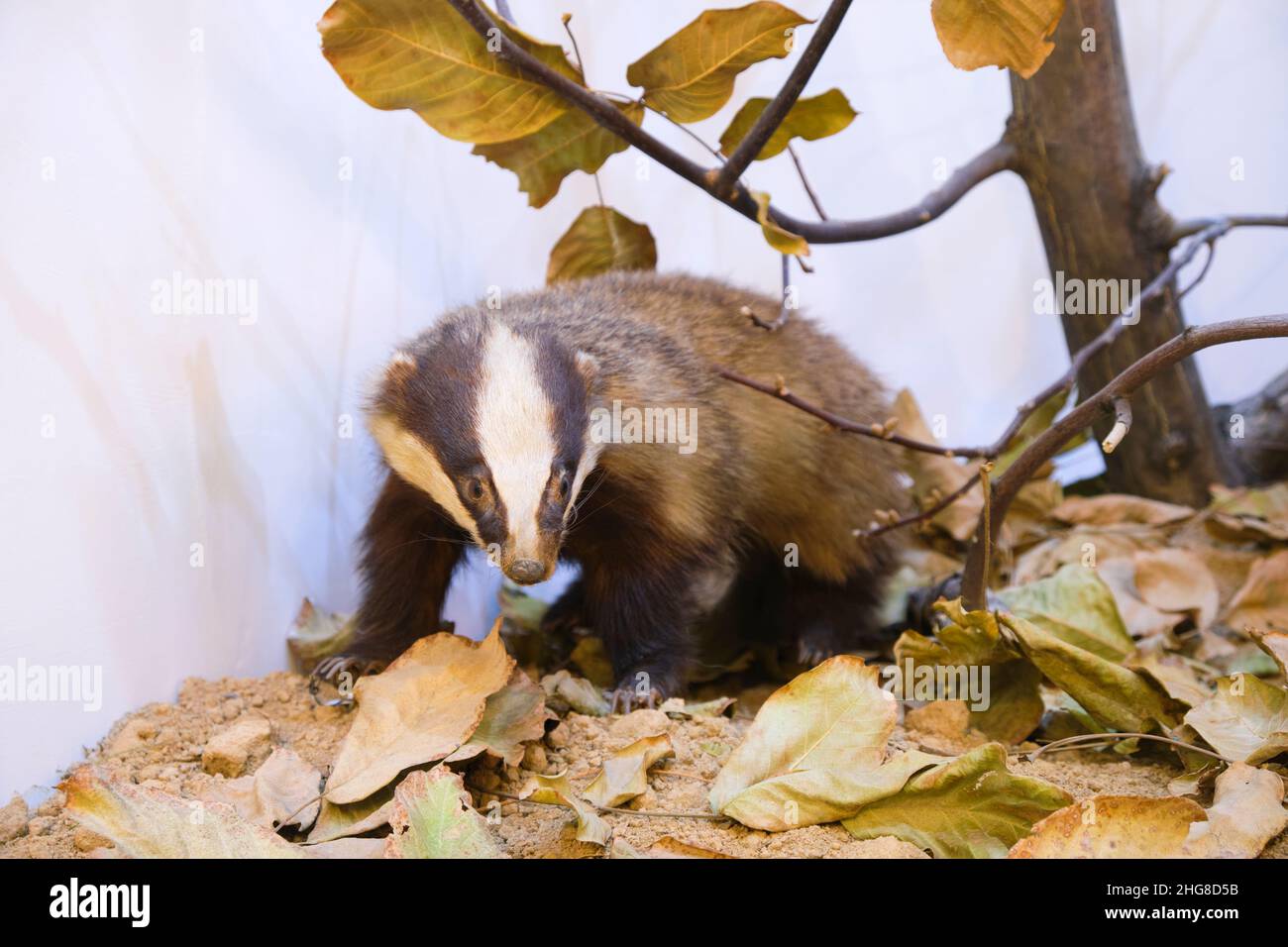 Dead, stuffed, taxidermy of a brown and white striped badger. In a ...