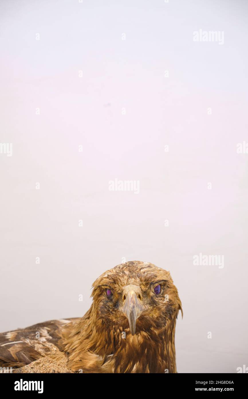 Dead, stuffed, taxidermy of a brown bird, falcon. In a diorama at the ...