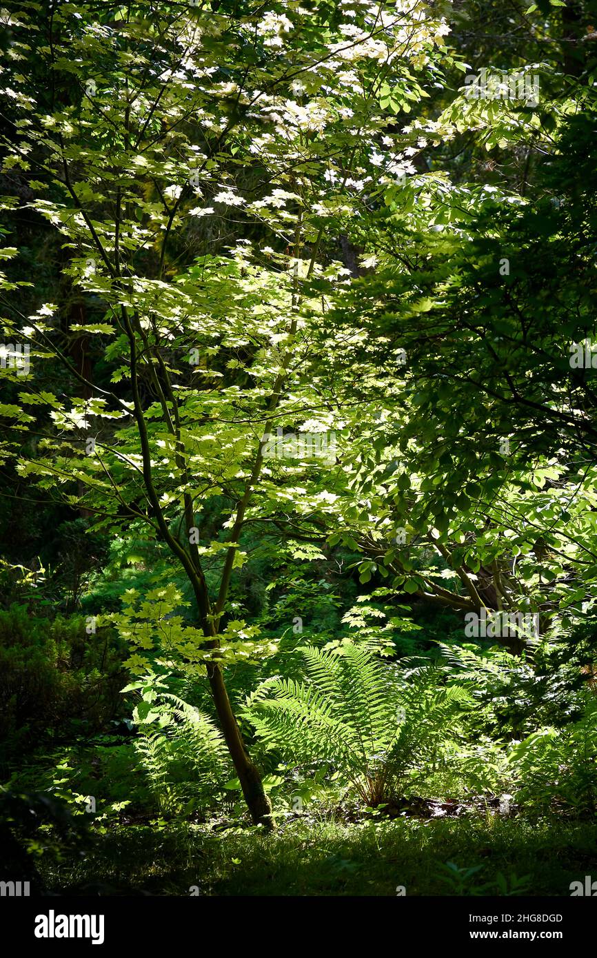 Green trees in the sun Stock Photo - Alamy