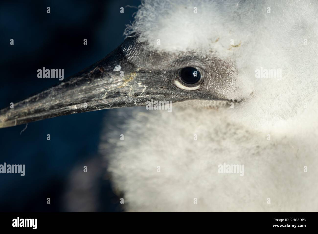 Gannet bird hi-res stock photography and images - Alamy