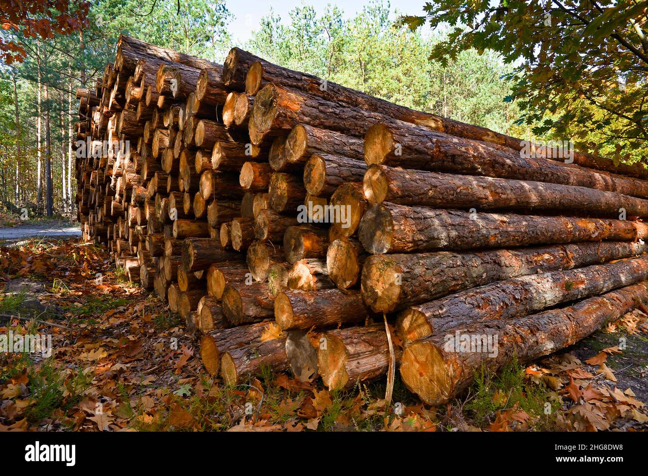Stack of logs of pine in forest Stock Photo - Alamy