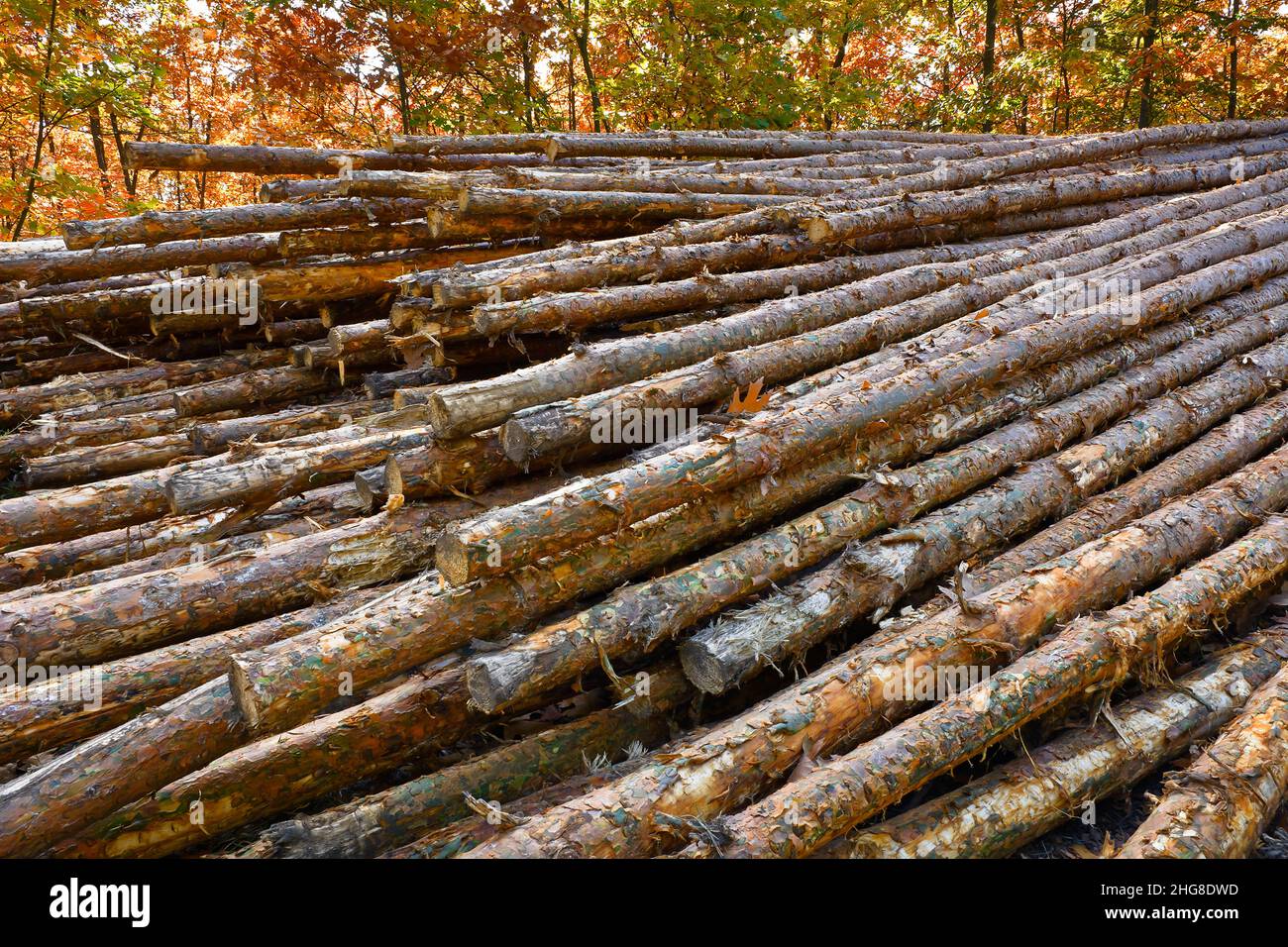 Pine log texture in hi-res stock photography and images - Alamy