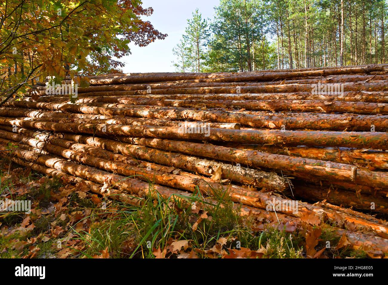 Stack of logs of pine in forest Stock Photo - Alamy