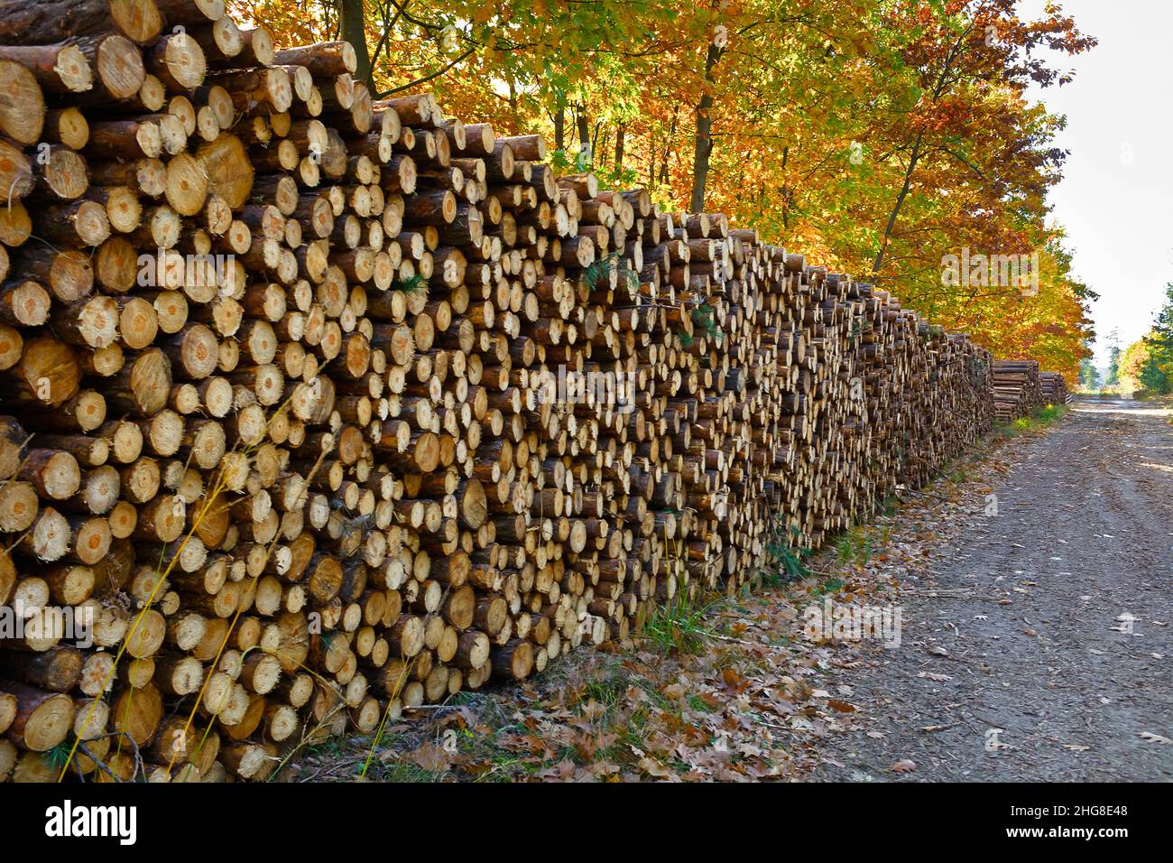 Stack of logs of pine in forest Stock Photo - Alamy