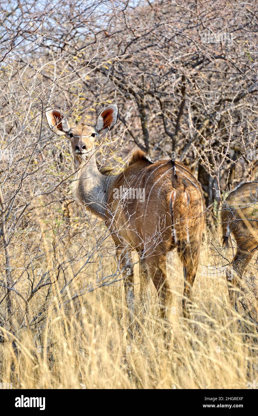Namibia. Oribi in the wild. Okonjima Reserve Stock Photo - Alamy