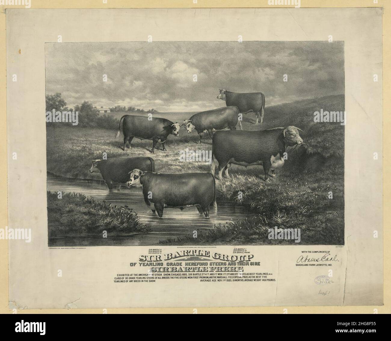 Sir Bartle group of yearling grade hereford steers and their sire Stock ...