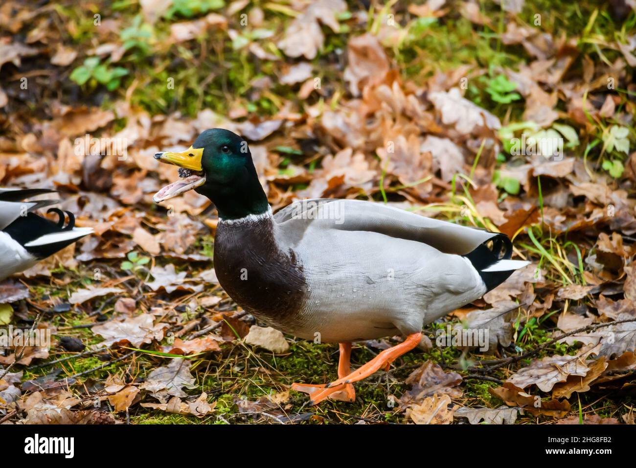 Selective focus photo. Mallard duck Stock Photo - Alamy