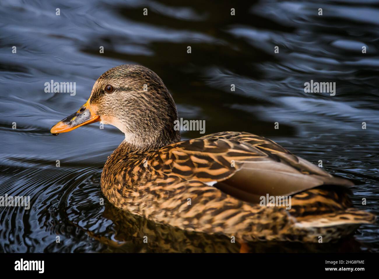 Selective focus photo. Mallard duck Stock Photo - Alamy