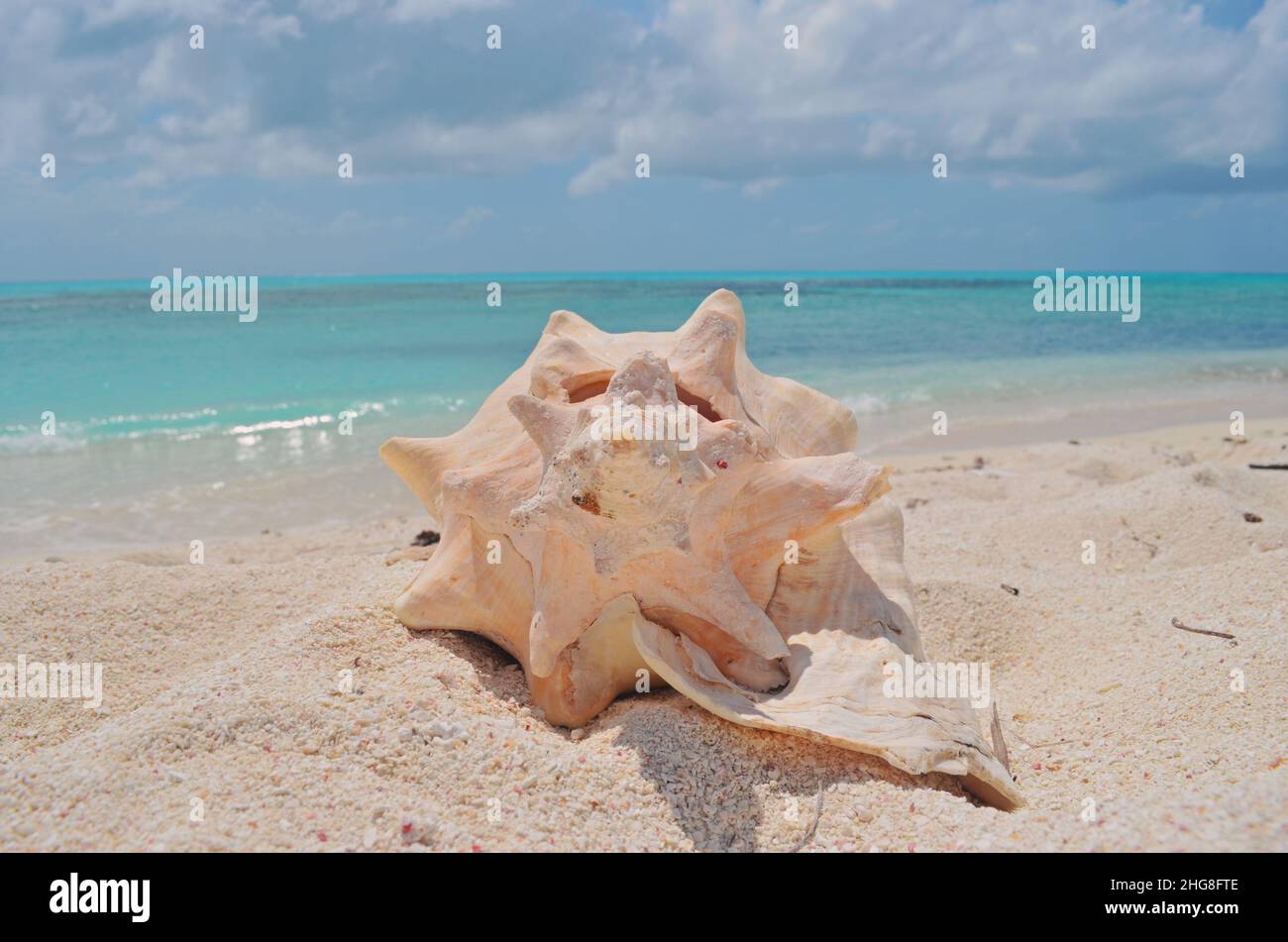 Seashell lying on the sand in a fabulous beach of the Caribbean sea ...