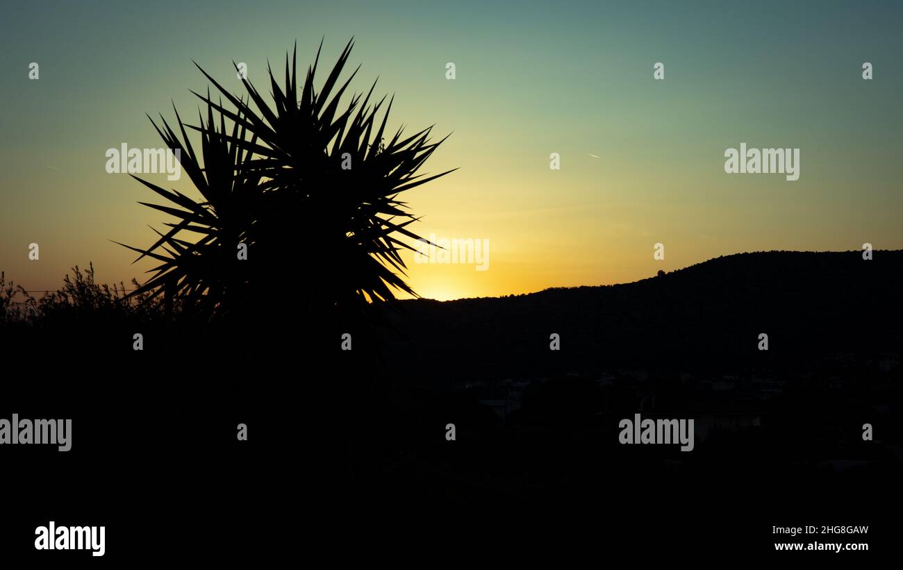Backlight sunset with Palm and hill in background, with summer feelings ...