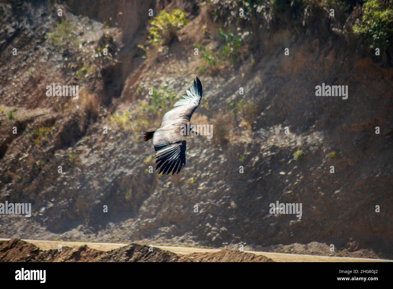 Burmese eagle flying over mountain side Stock Photo - Alamy