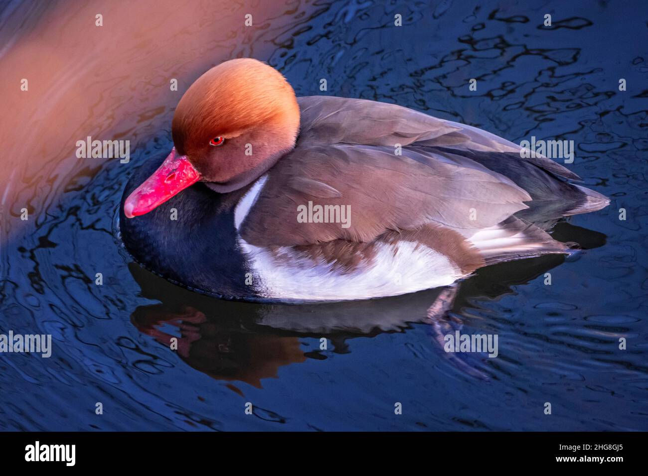 Red duck hi-res stock photography and images - Alamy