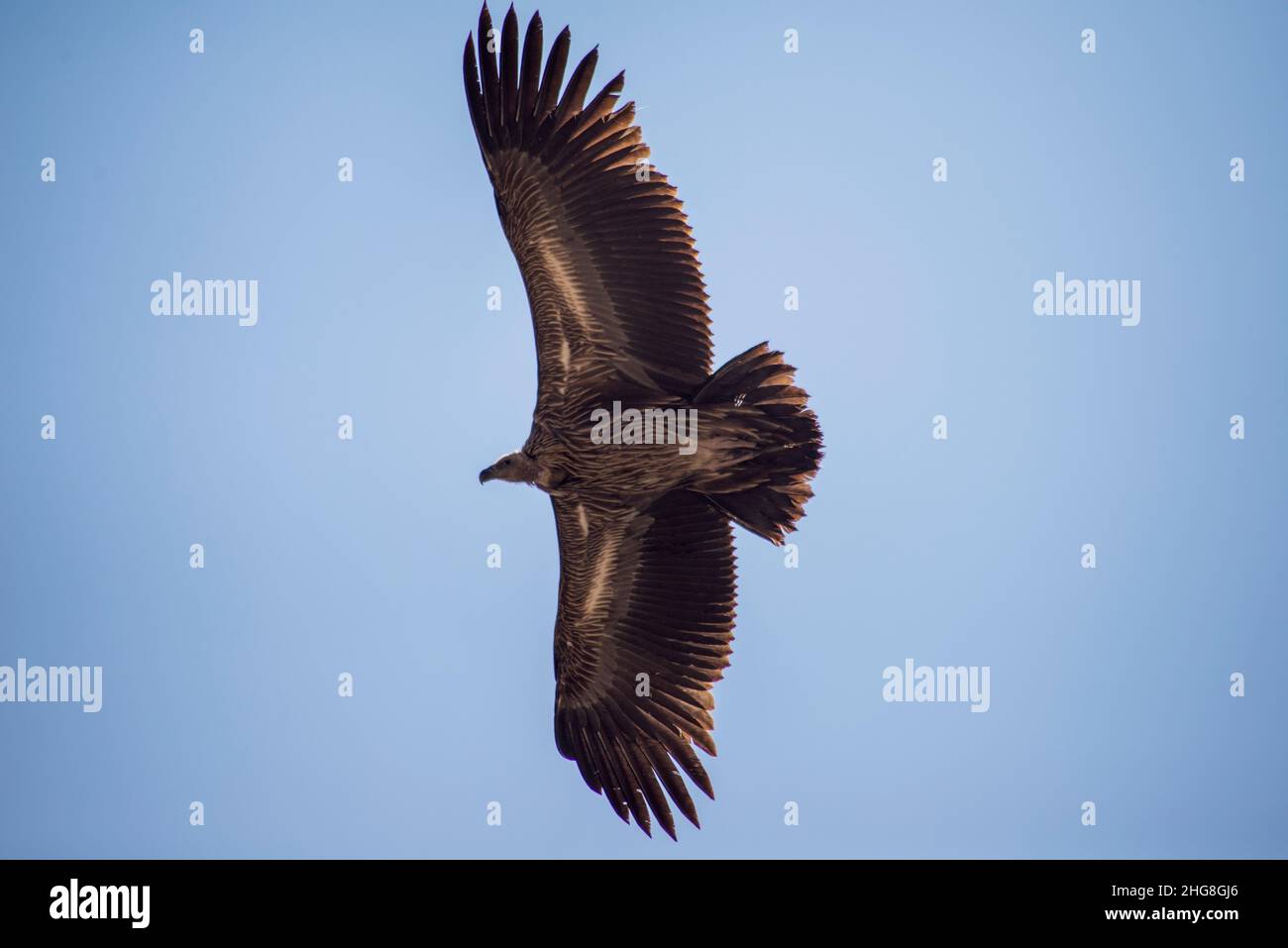 Eagle soaring across landscape hi-res stock photography and images - Alamy