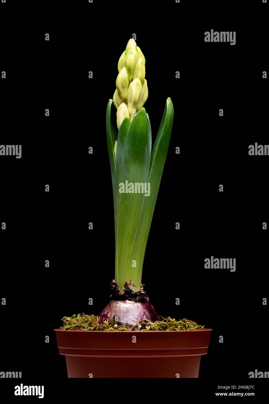 Spring Hyacinth flower in pot isolated on black background Stock Photo ...