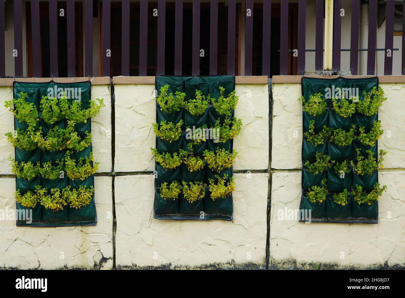 A green wall is a vertical built structure intentionally covered by ...