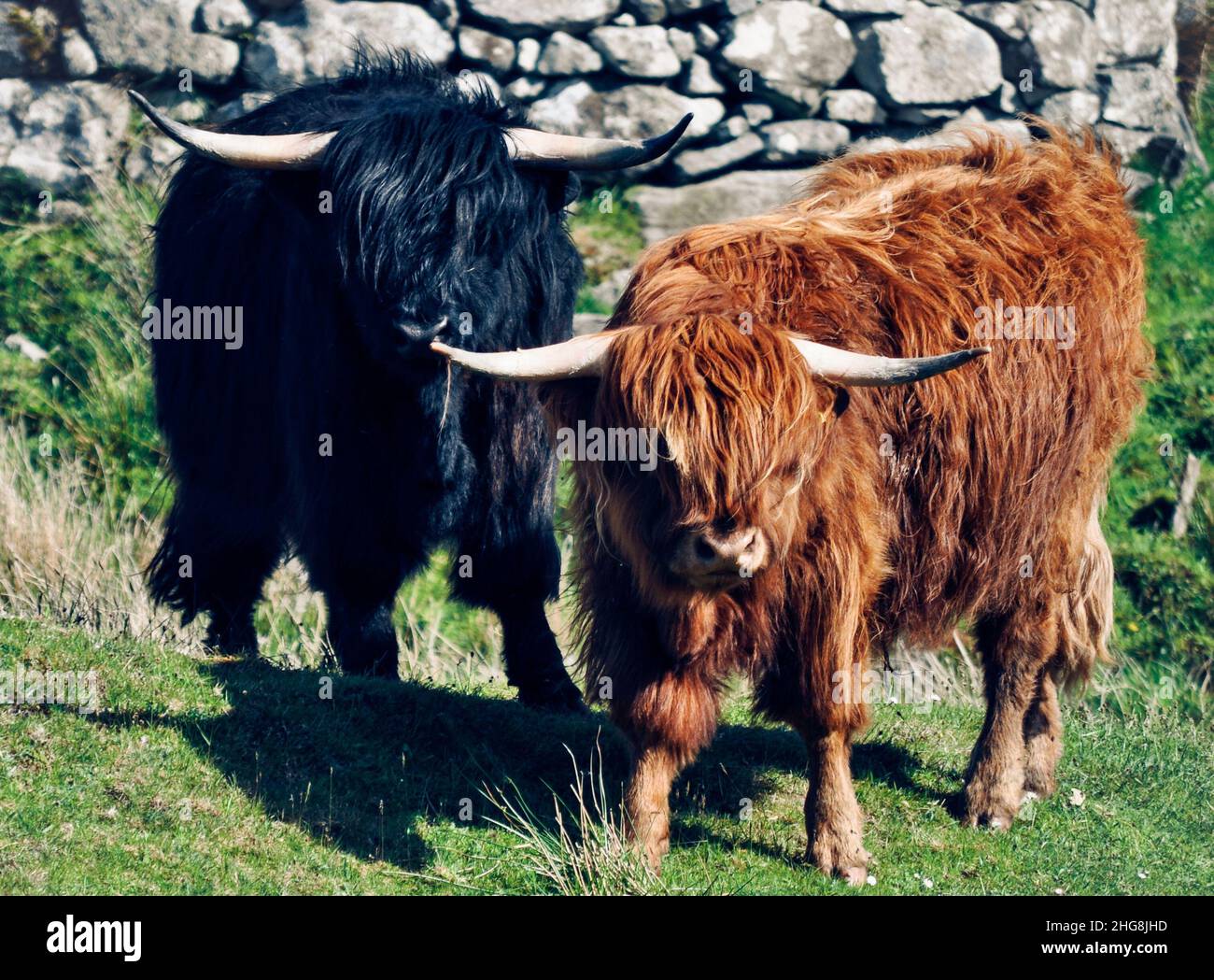 Hairy twins hi-res stock photography and images - Alamy