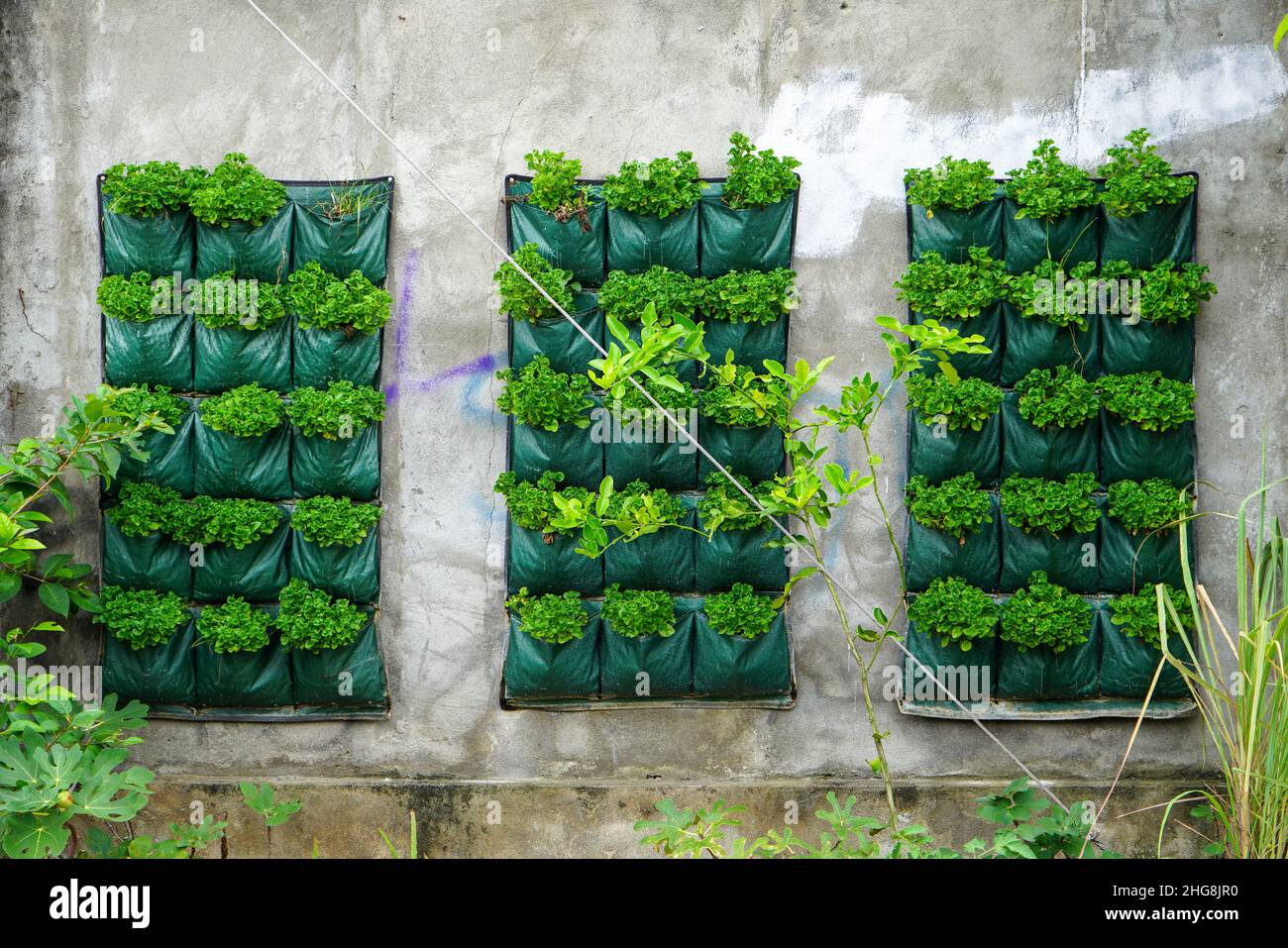 A green wall is a vertical built structure intentionally covered by ...