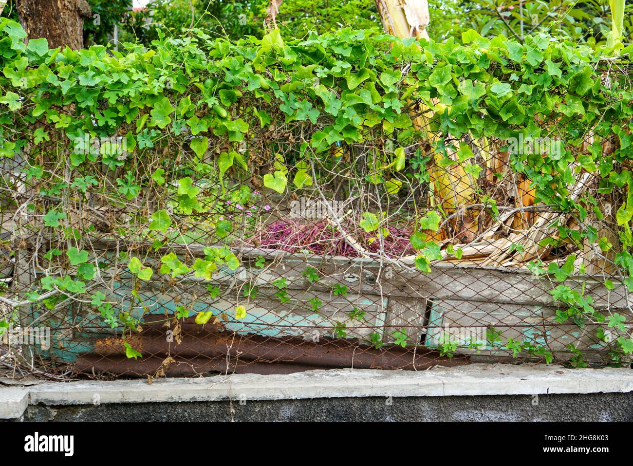 A green wall is a vertical built structure intentionally covered by ...