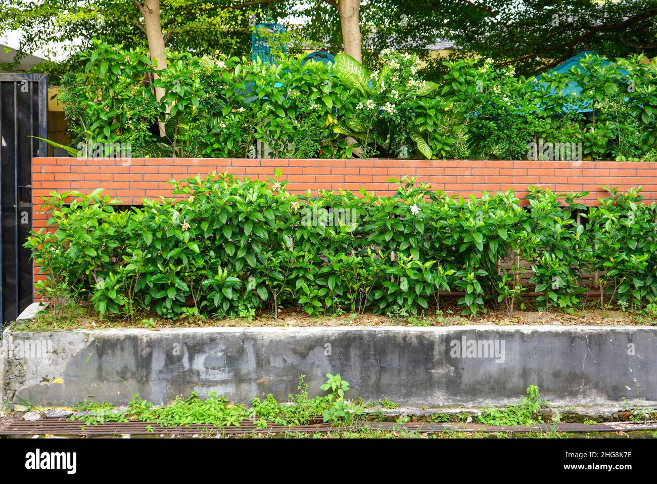 A green wall is a vertical built structure intentionally covered by ...