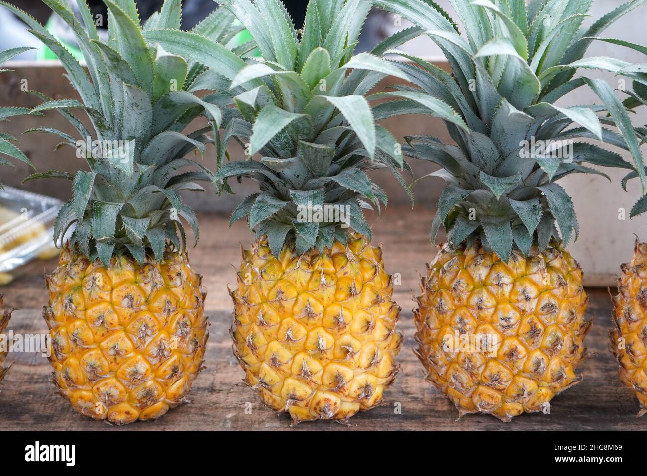 The pineapple (Ananas comosus) is a tropical plant with an edible fruit ...