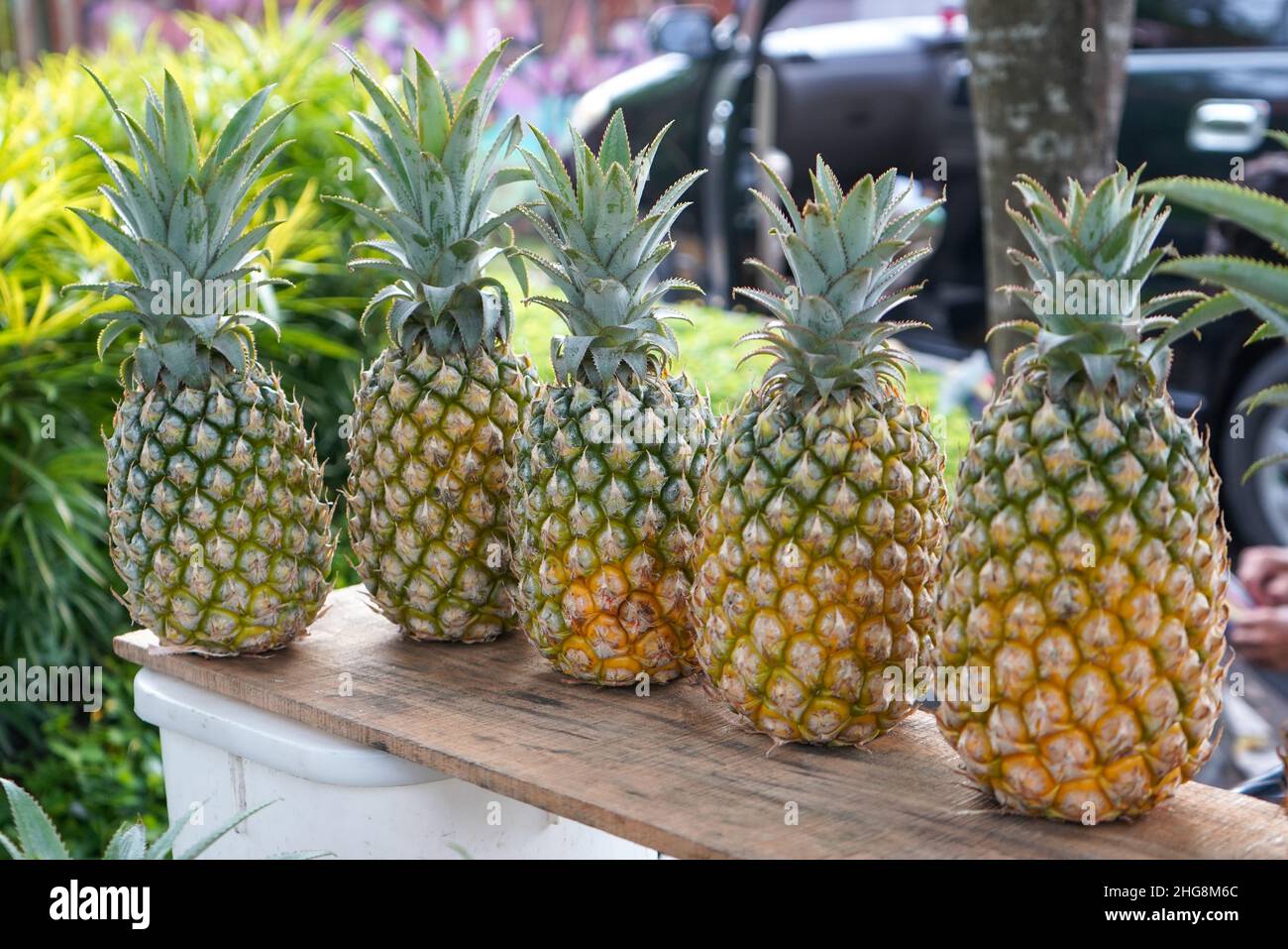 The pineapple (Ananas comosus) is a tropical plant with an edible fruit ...