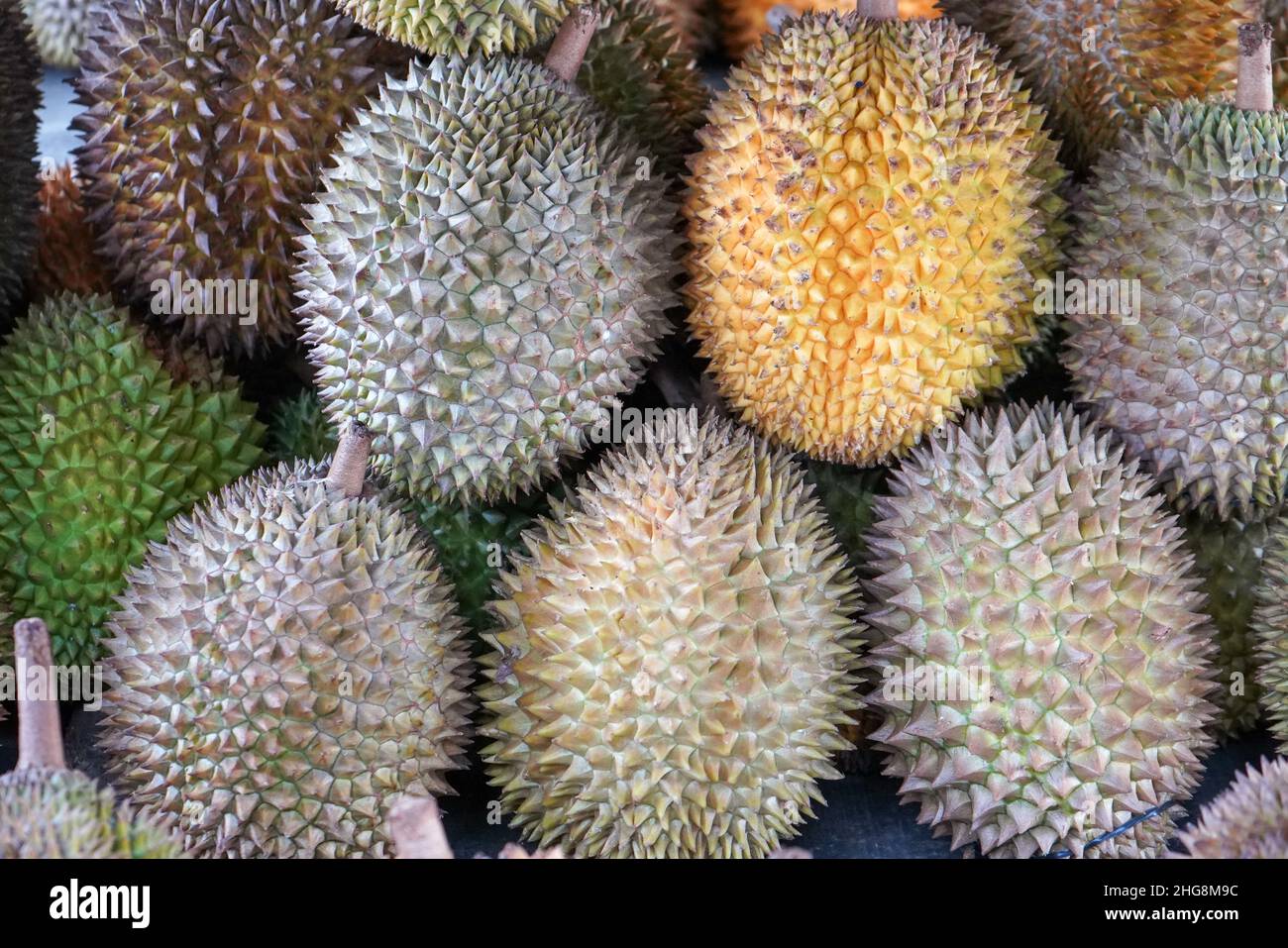 Durian is a tropical fruit distinguished by its large size and spiky ...