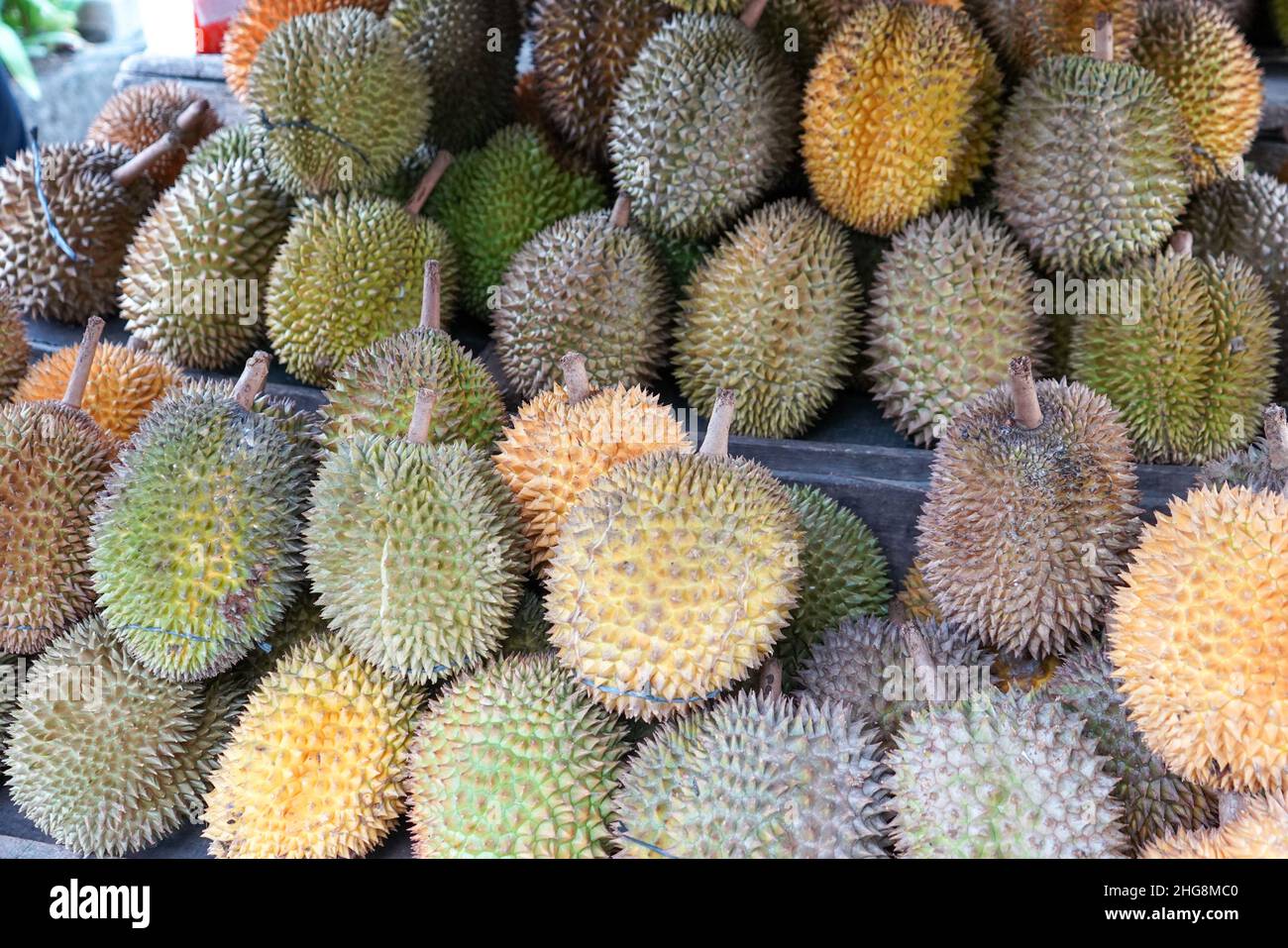 Durian is a tropical fruit distinguished by its large size and spiky ...