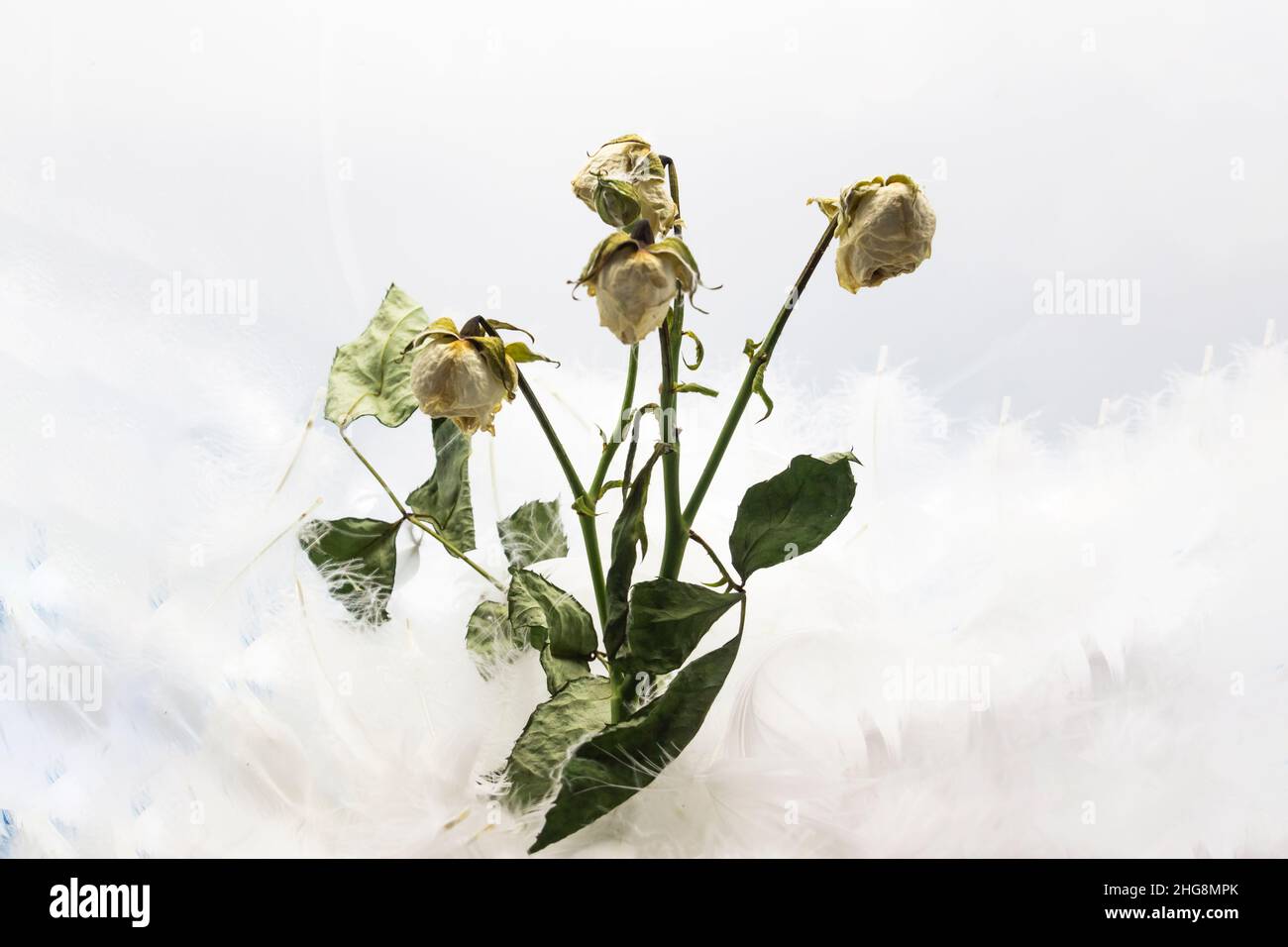 A white dry roses on a white background. The dead bouquet from roses ...