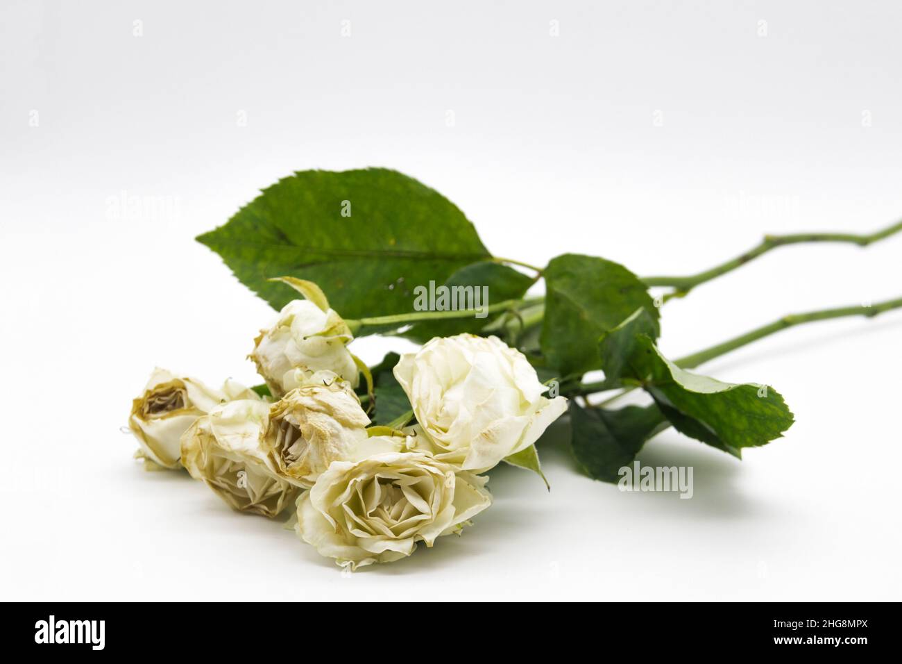 Beautiful wilted white roses against white background Stock Photo - Alamy
