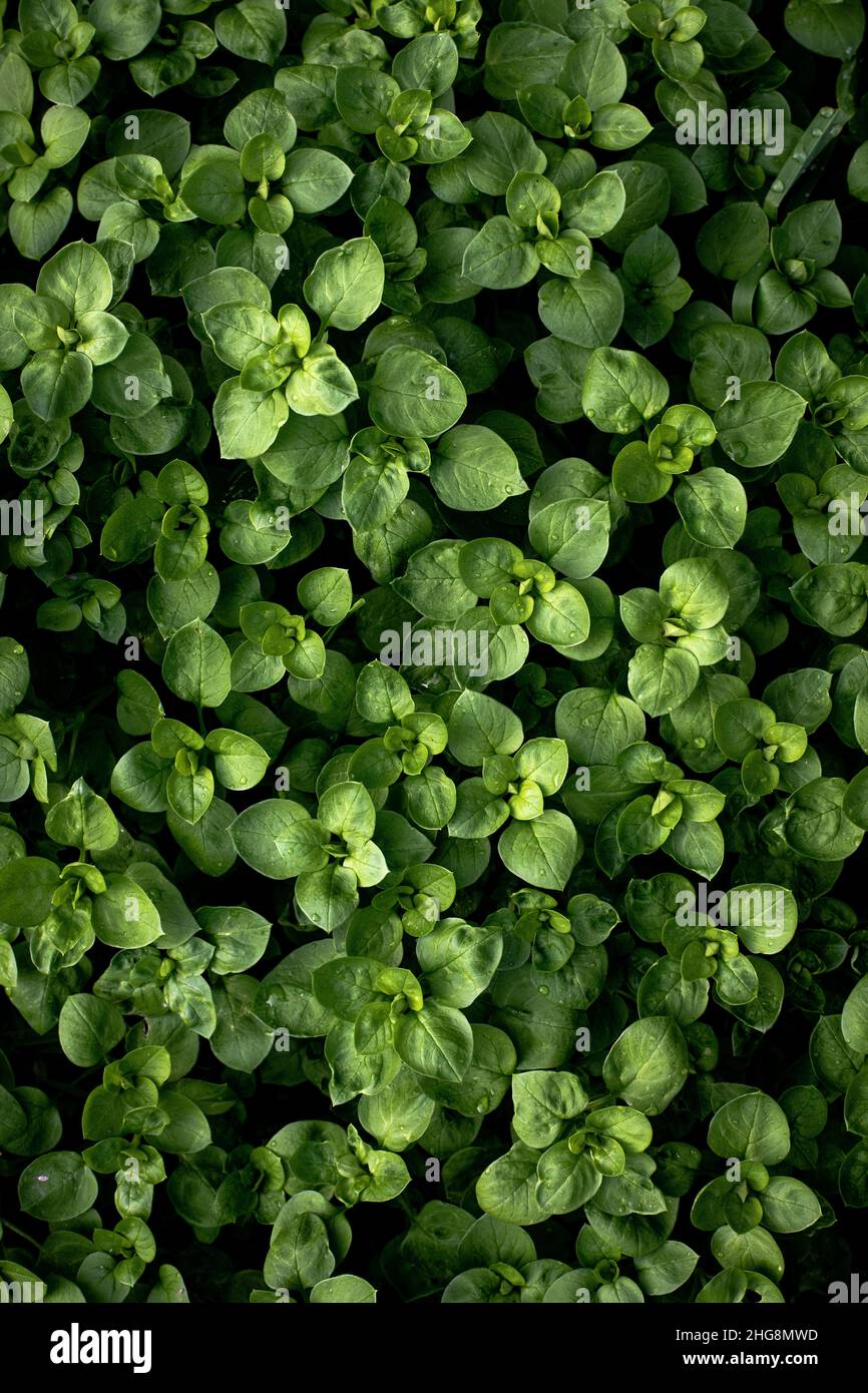 Plants green textures grass texture hi-res stock photography and images ...