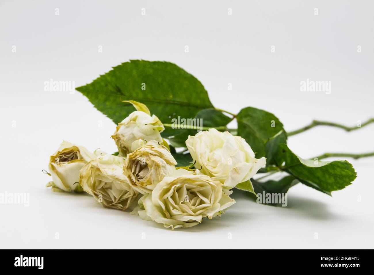Beautiful wilted white roses against white background Stock Photo - Alamy