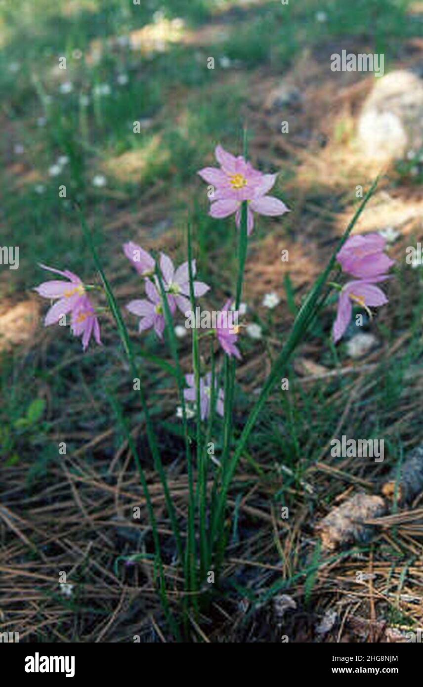 Inflatum hi-res stock photography and images - Alamy