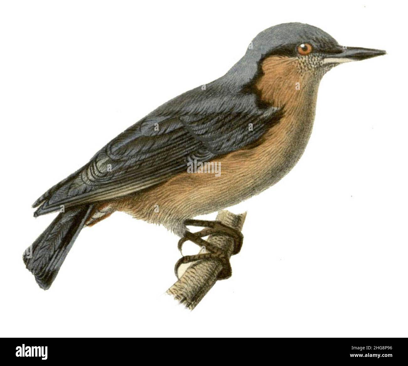 Sitta europaea sinensis Stock Photo - Alamy