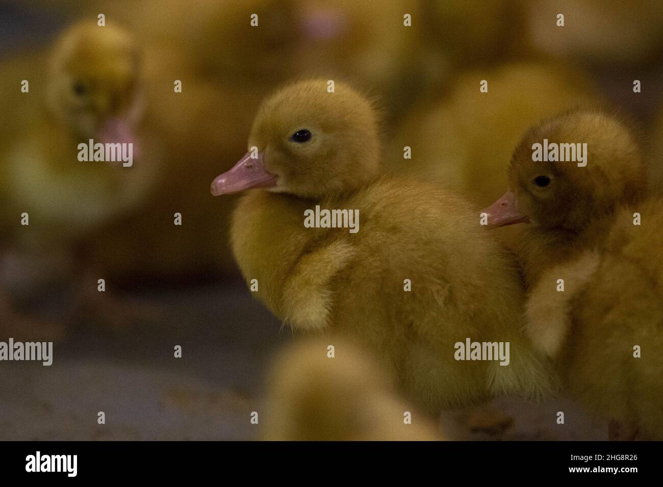 Duck Hatchery High Resolution Stock Photography and Images - Alamy