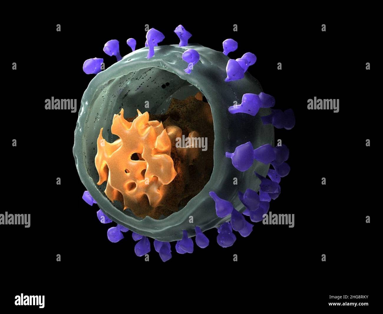 SIV virion in 3D Stock Photo - Alamy