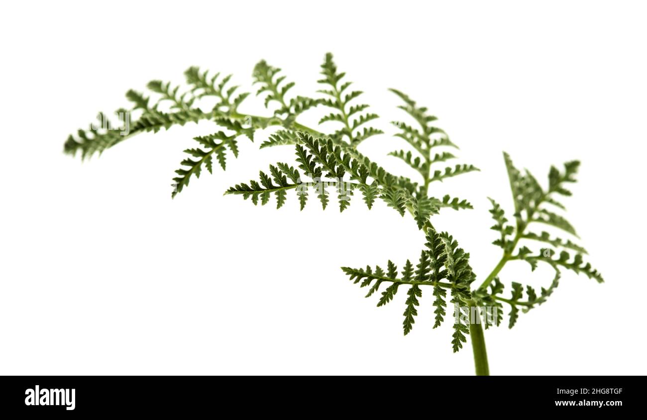 Flora of Gran Canaria - Todaroa montana, plant endemic to the Canary ...