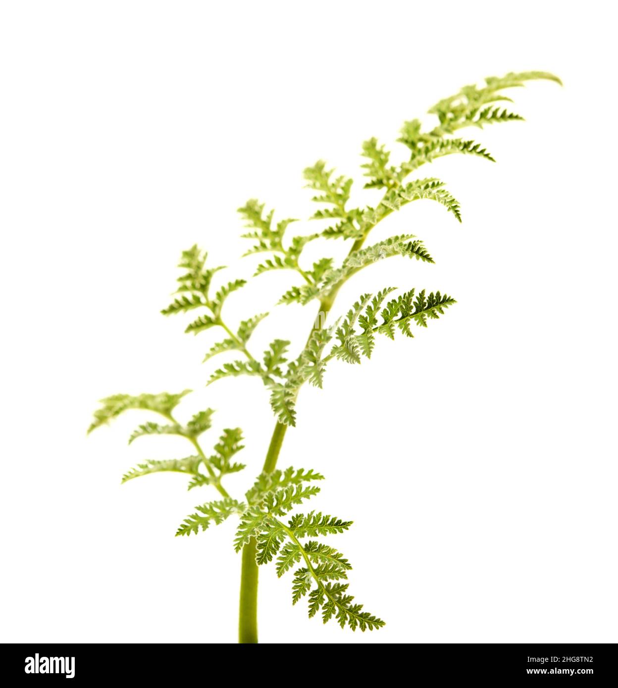 Flora of Gran Canaria - Todaroa montana, plant endemic to the Canary ...