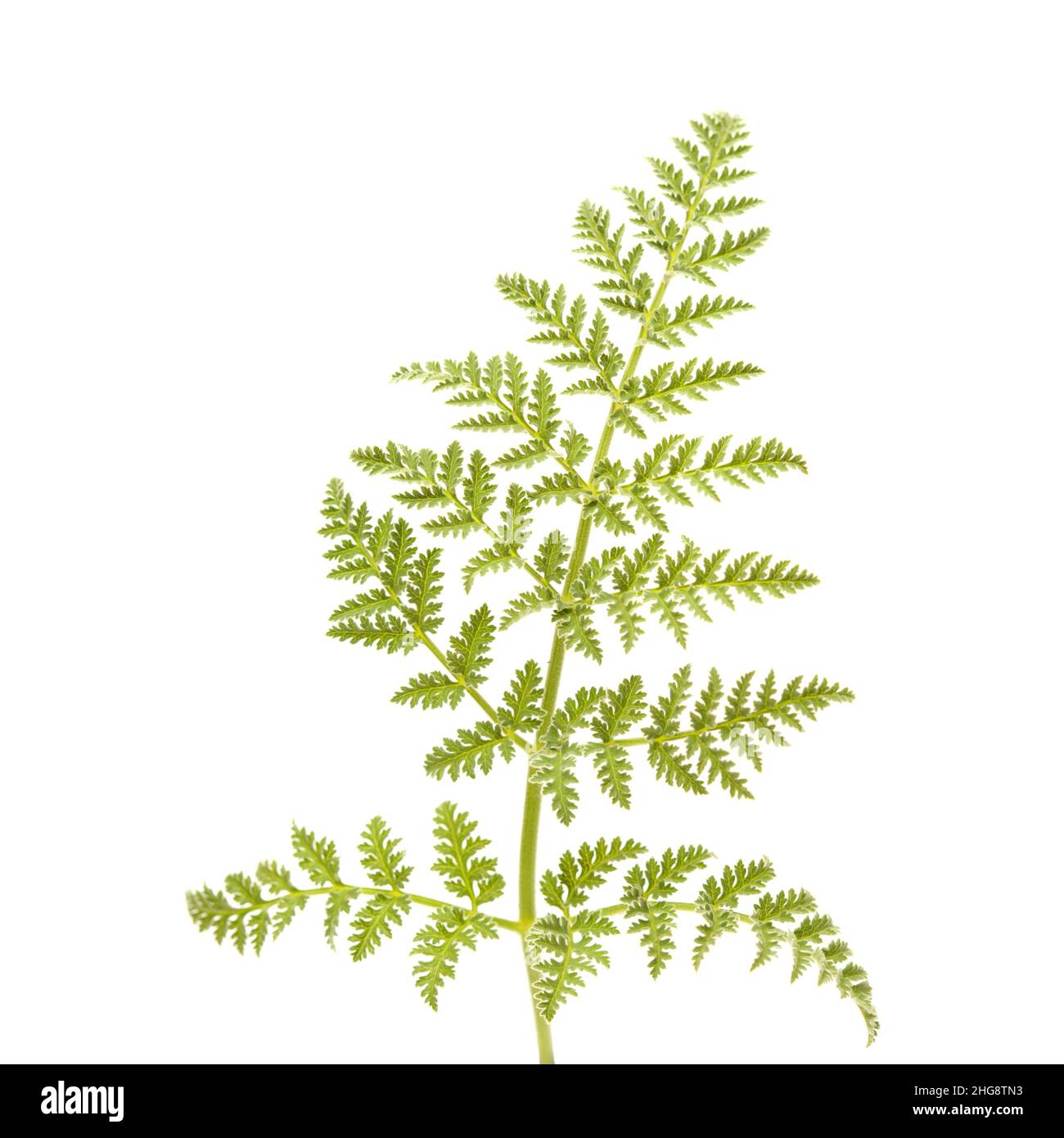 Flora of Gran Canaria - Todaroa montana, plant endemic to the Canary ...