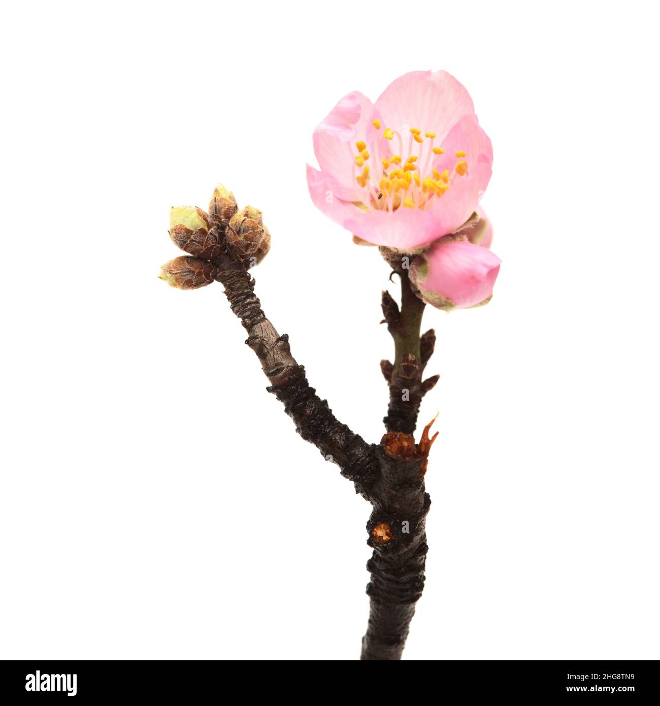 Almond tree twigs about to bloom, isolated on white background Stock ...