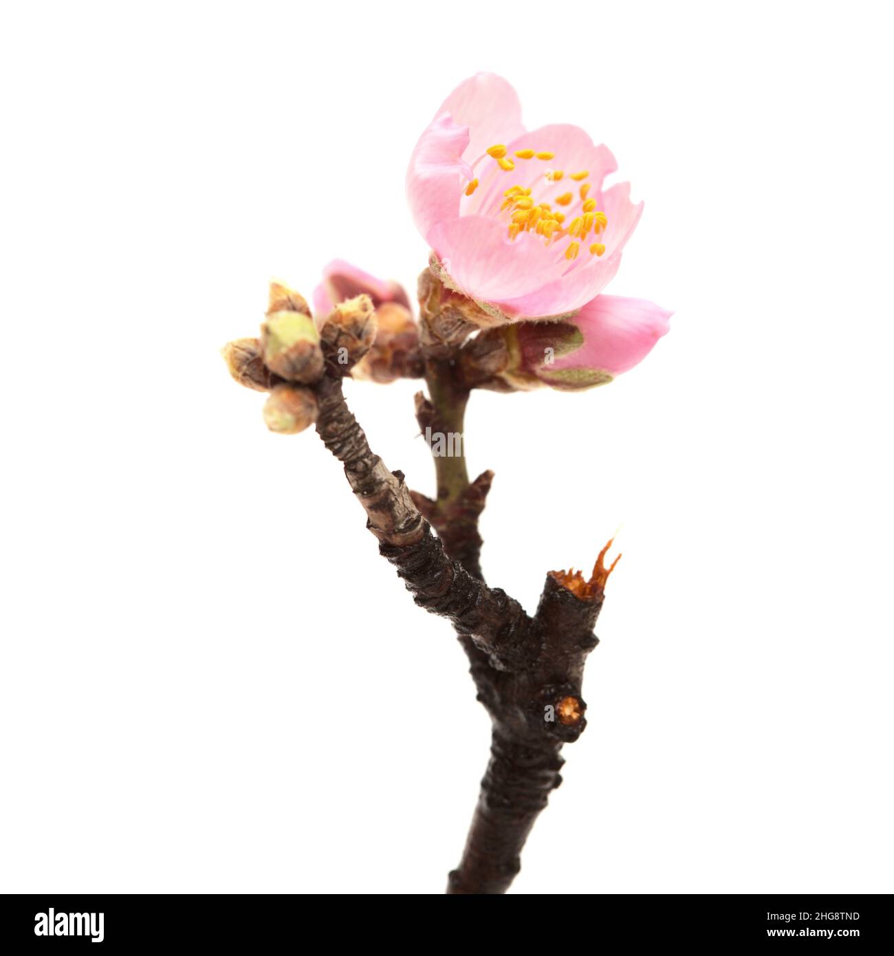 Almond tree twigs about to bloom, isolated on white background Stock ...