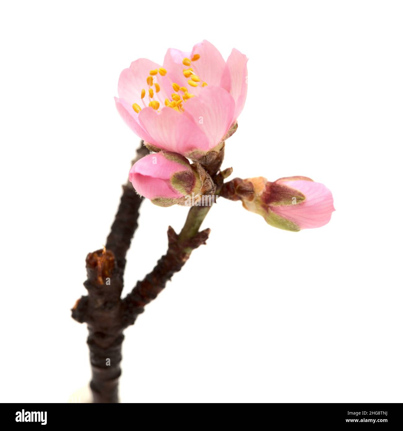 Almond tree twigs about to bloom, isolated on white background Stock ...