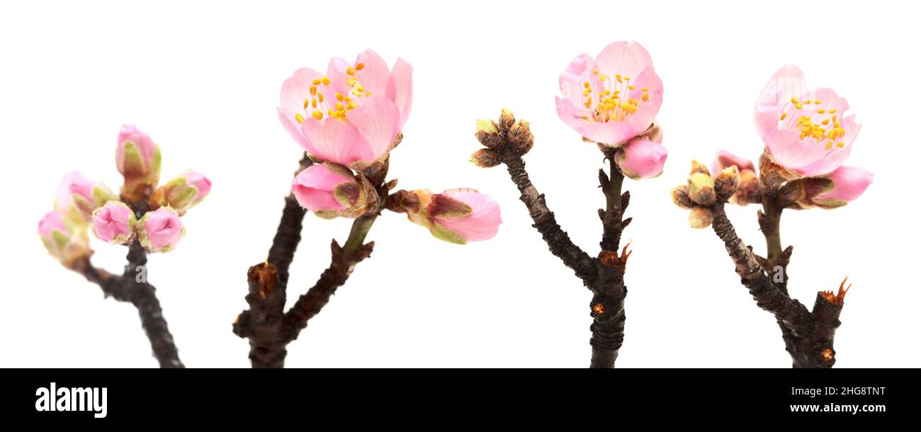 Almond tree twigs about to bloom, isolated on white background Stock ...