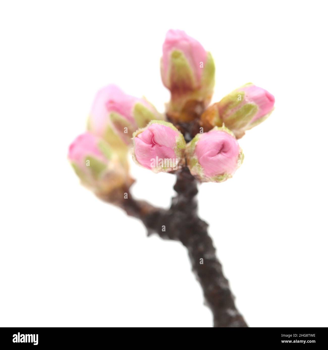 Almond tree twigs about to bloom, isolated on white background Stock ...