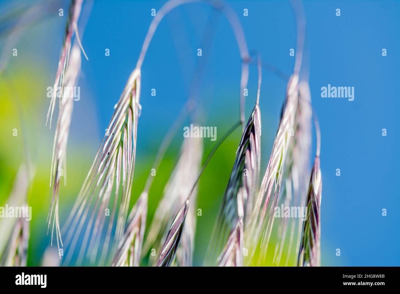 Summertime horticulture hi-res stock photography and images - Alamy