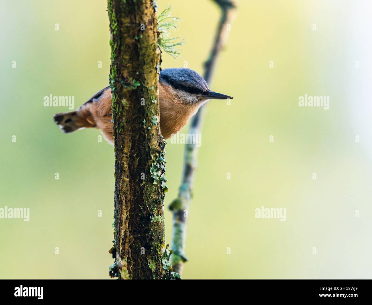 Eurasian Nuthatch, Wood Nuthatch, Sitta europaea in winter time Stock ...