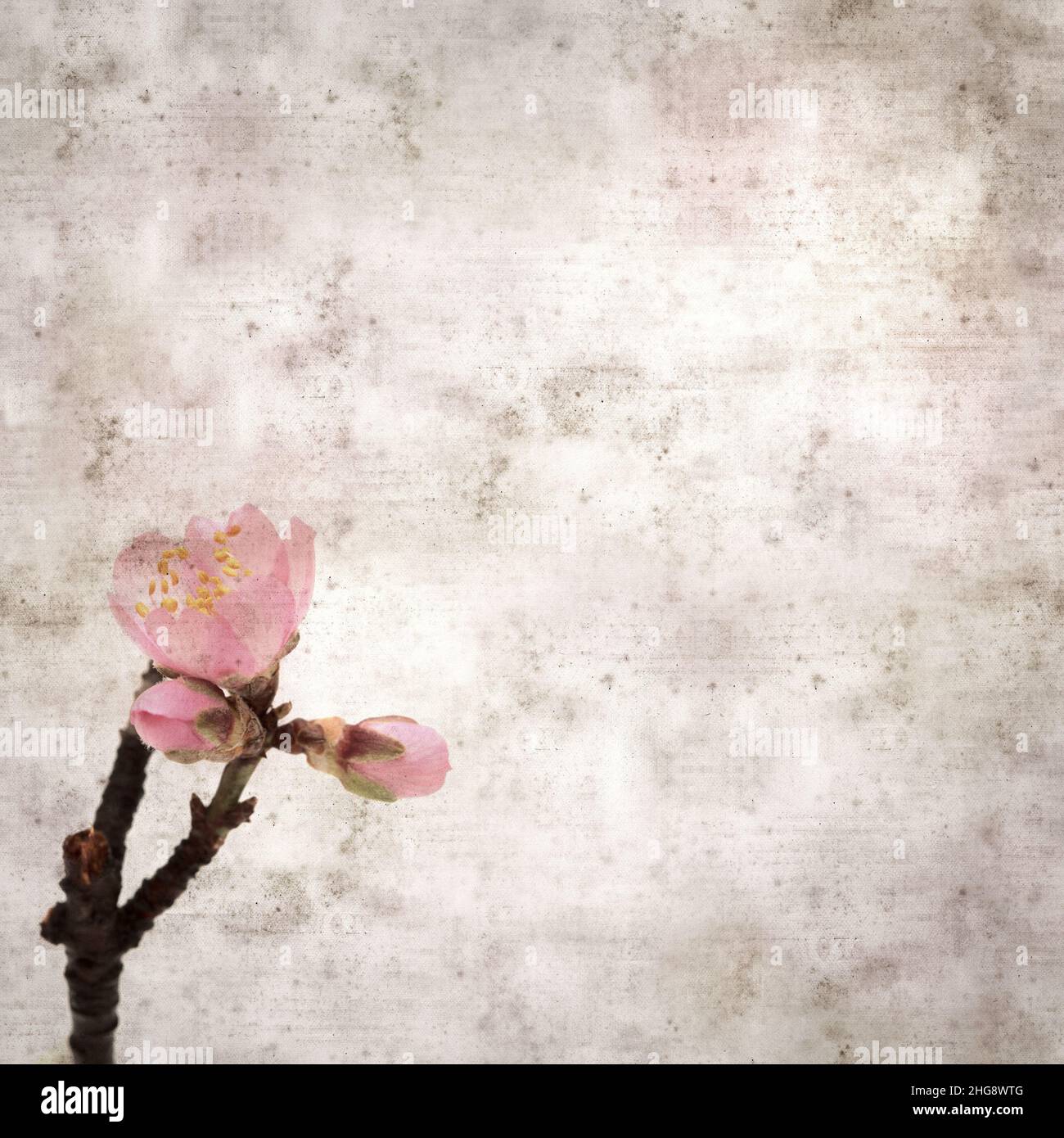 square stylish old textured paper background with almond blossoms from ...
