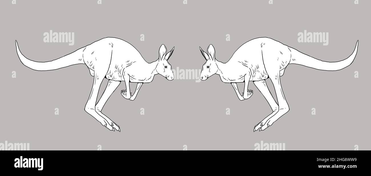 Jumping kangaroo drawing. Template for coloring book for children Stock ...