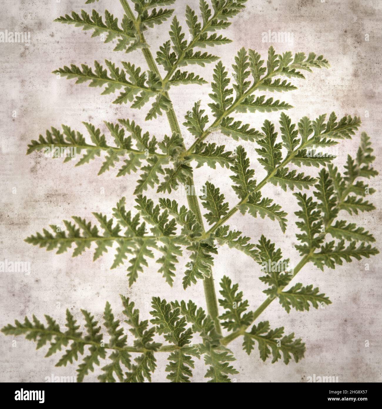 square stylish old textured paper background with lacy leaves of ...